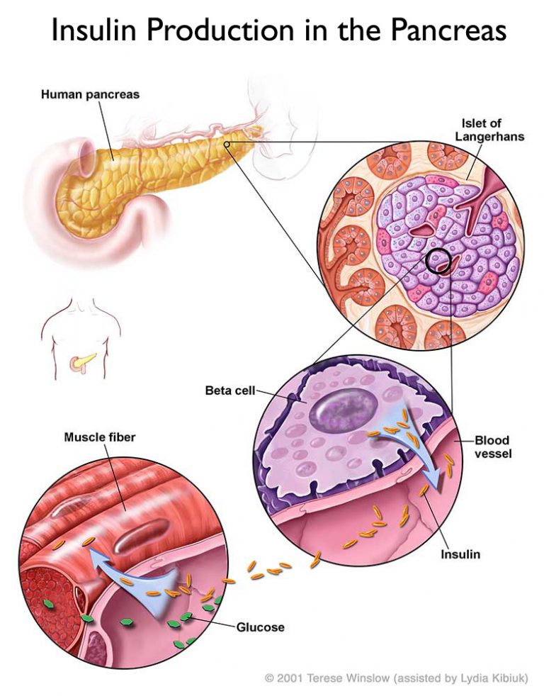 Diabetes - Revoobit South Africa - Tell: +27 81 427 1390